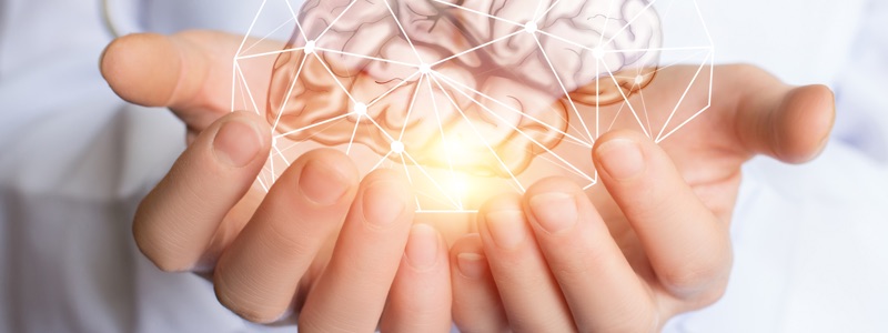 Setting the Foundation for Neurosciences Research – The Arcuate ...